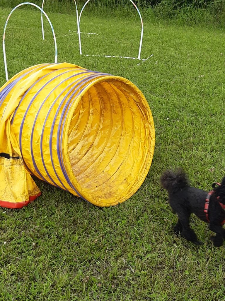 Gallery of Dogs Doing Agility. - Fracas Dog Agility